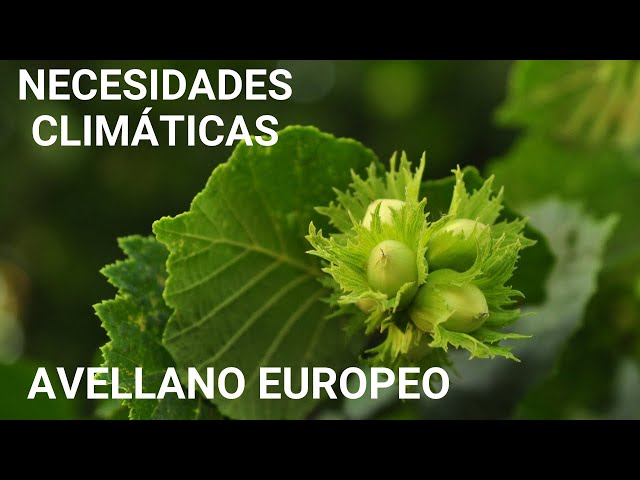 🌰 ¡Descubre el Calendario de Cultivo de Avellano Perfecto! 🌱