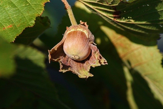 🌰 ¡Descubre el Clima Óptimo para Cultivar Avellanas! ☀️🌧️