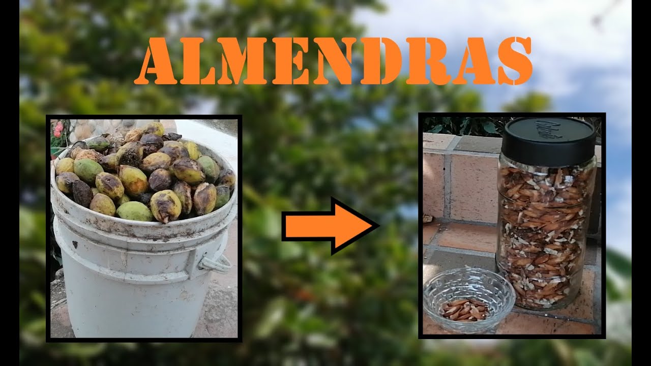 🌰 ¡Descubre el Secreto del Ahorro al Cultivar Almendras! 💰