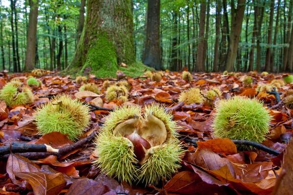 🌰 ¡Descubre las Castañas con Mayor Rendimiento por Árbol! 🍂