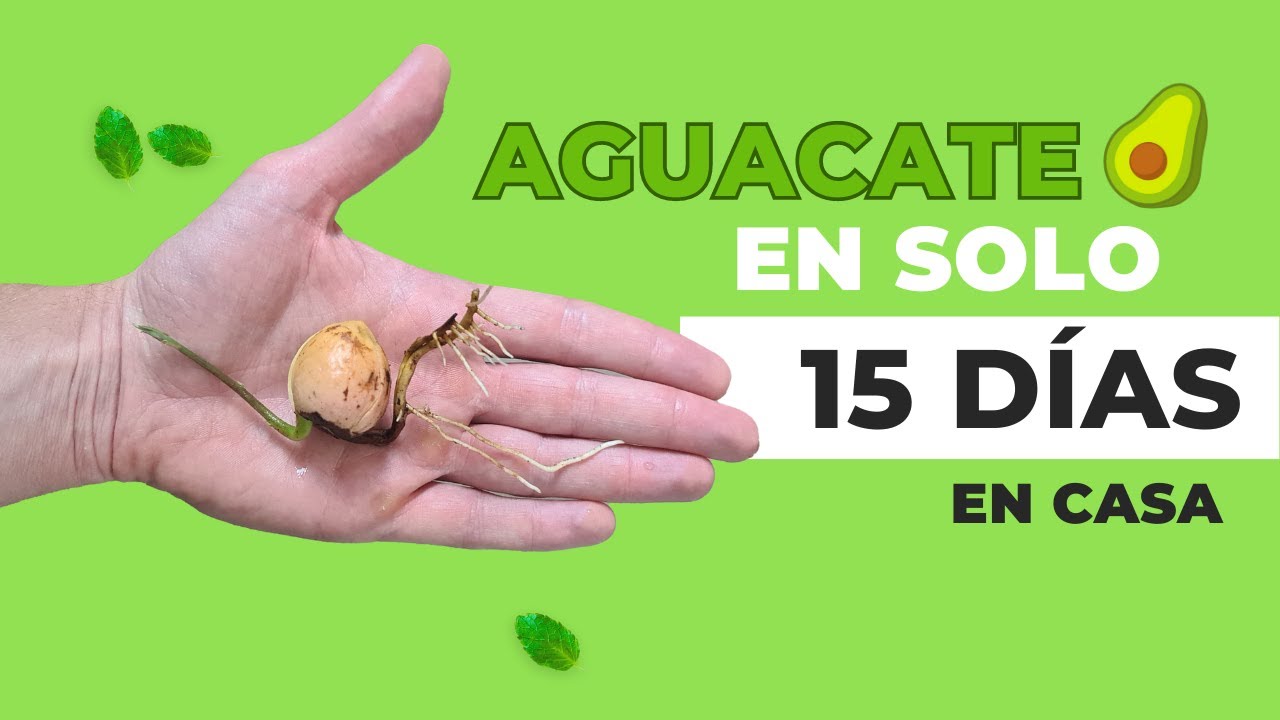 🌱 ¡Aguacate No Germina! Descubre Qué Hacer Ahora Mismo 🍏