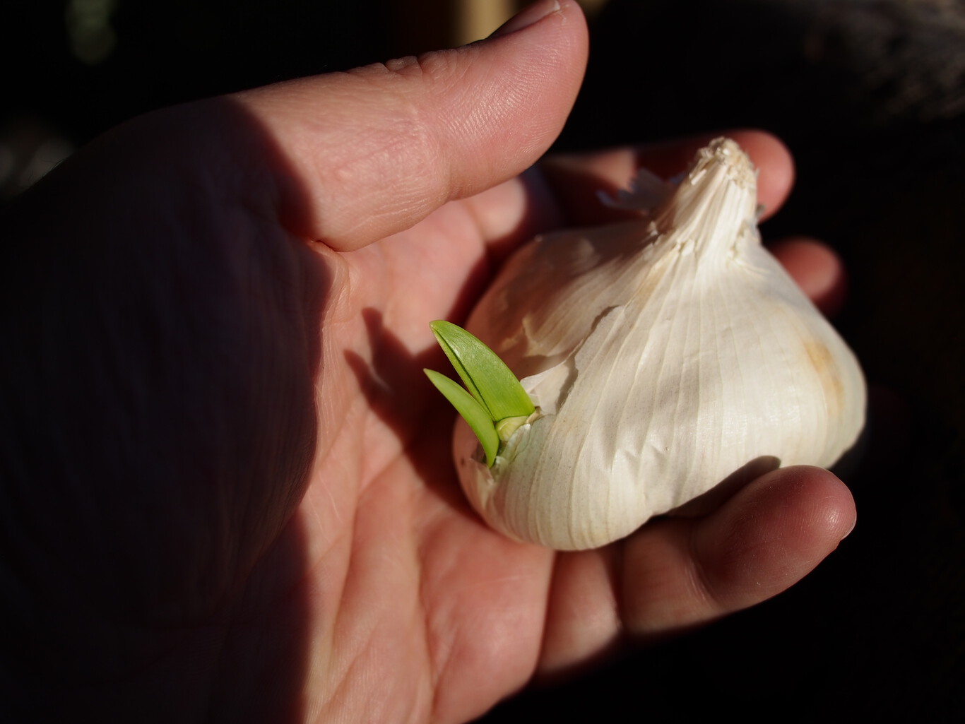 🌱 Ajo Brotado: ¡Descubre Cómo Cambia Su Sabor y Aroma! 🌟