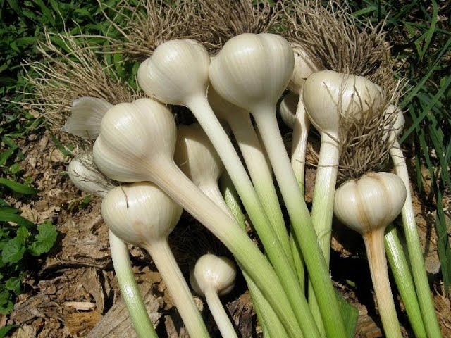 🌱 Ajos en Tierra: ¿Cosecha Temprana o Tardía? ¡Descúbrelo Aquí! 🧄