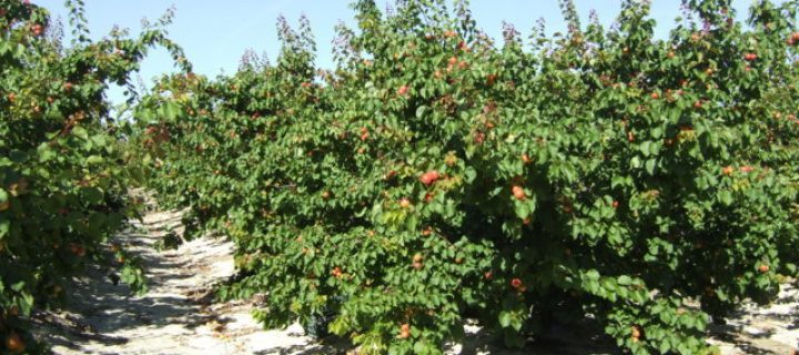 🌱 Albaricoqueros: ¡Descubre cómo las cubiertas vegetales combaten el ...