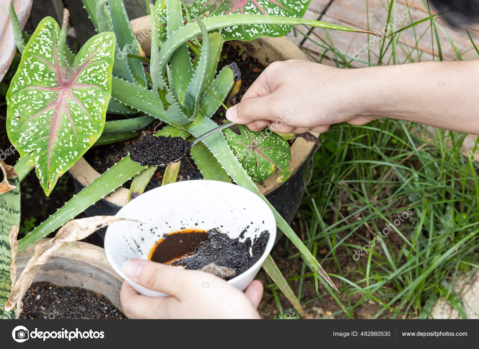 🌱 Aloe Vera: ¡Descubre Cuánto Café Molido Usar Como Fertilizante! ☕
