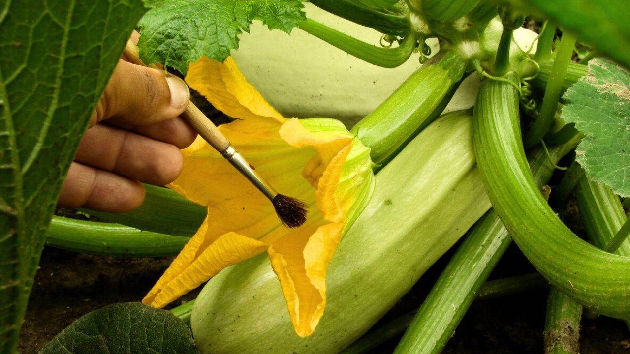 🌱 Calabacines: ¡Descubre el Secreto del Riego y la Polinización! 🐝