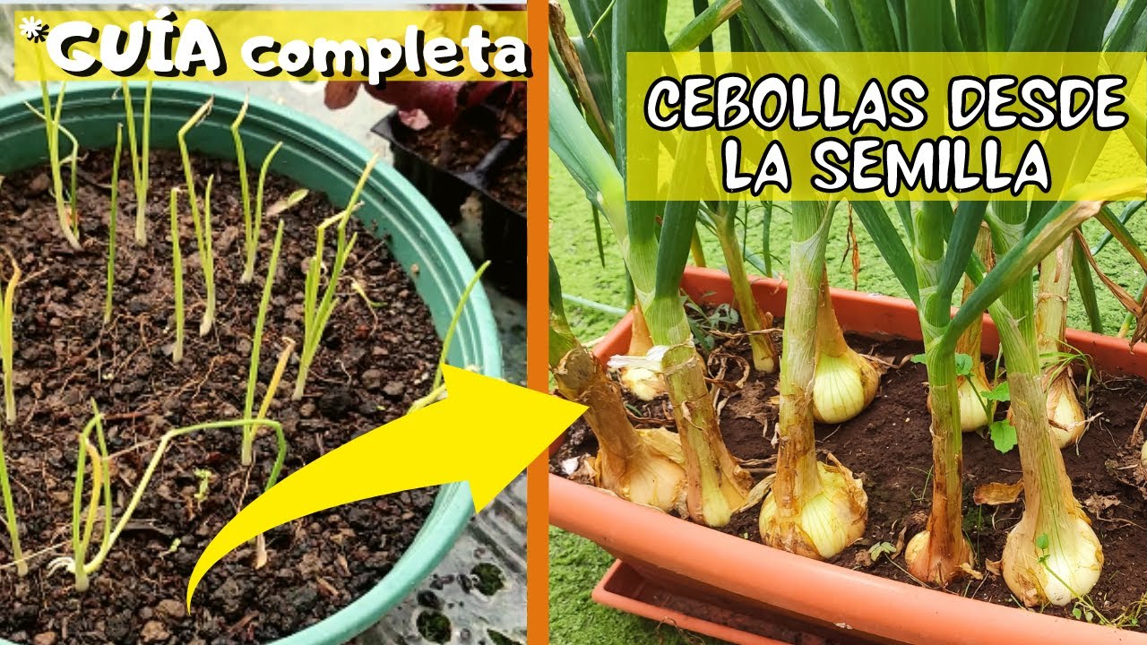 🌱 ¡Cebolla Verde Germinando Bajo Luz Artificial? Descubre Cómo Aquí! 🌟
