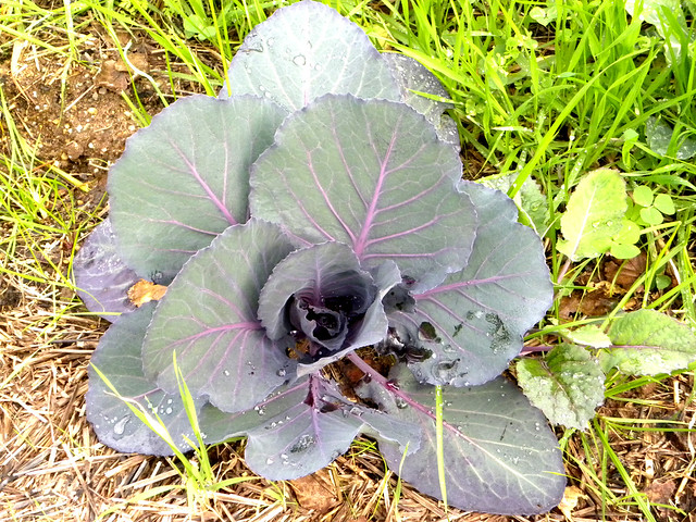 🌱 Col Lombarda: ¡Descubre el Cultivo Resistente a las Heladas! ️