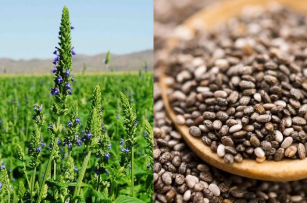 🌱 ¡Cultiva Chía como un Pro! ⏳ Descubre Cuidados y Tiempo de Espera 🥗