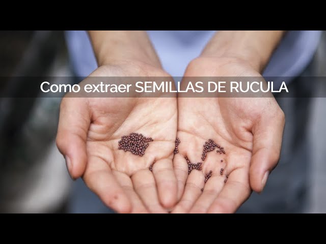 🌱 Descubre 5 Sorprendentes Alternativas a la Extracción de Semillas de ...
