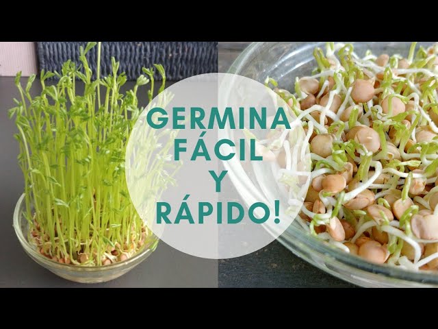 🌱 ¡Descubre cómo activar semillas en un germinador fácil y rápido! 🚀
