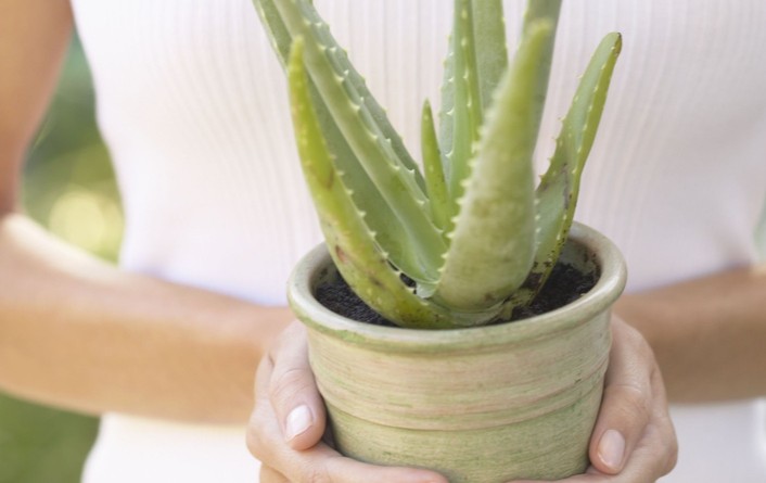 🌱 ¡Descubre cómo cultivar Aloe Vera en tu balcón con sol directo! ☀️