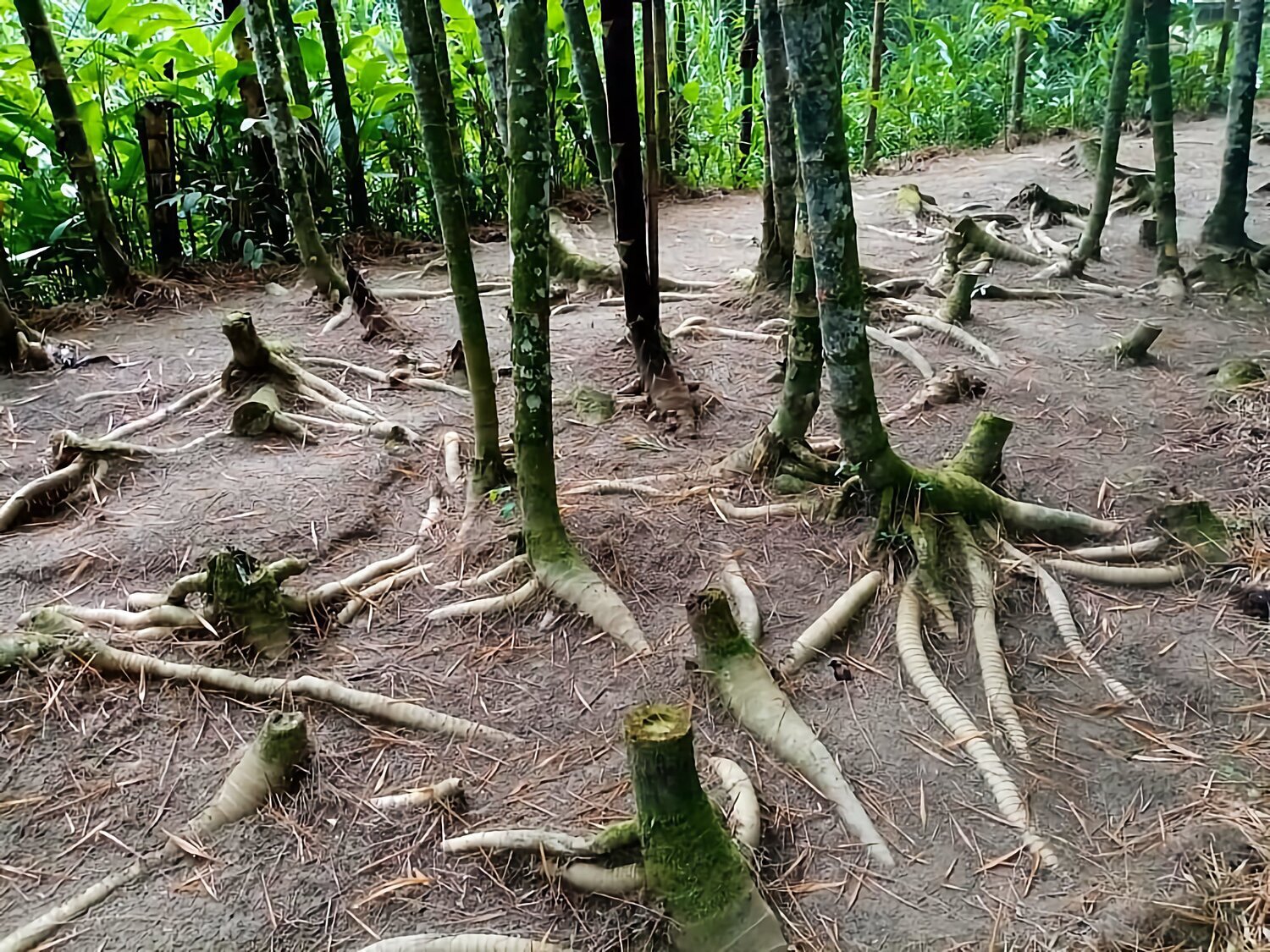 🌱 ¡Descubre cómo el bambú se adapta a cualquier suelo! 🌍