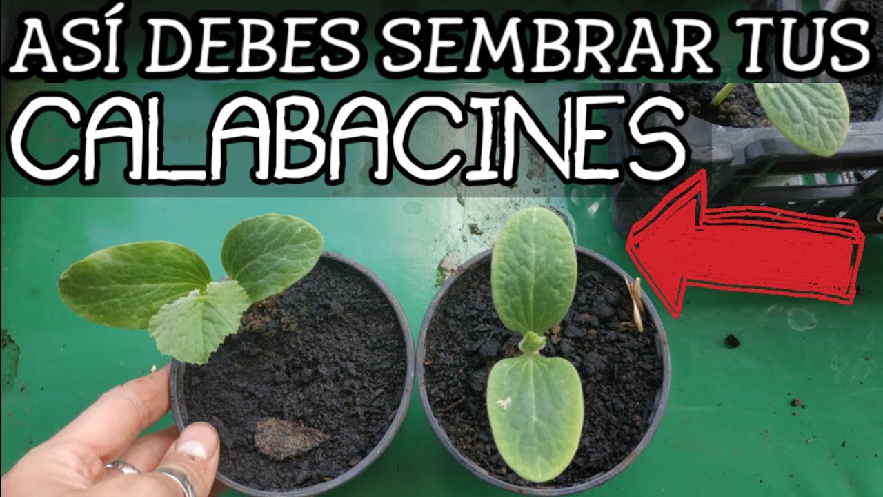 🌱 ¡Descubre cómo germinar calabacines en cualquier suelo! 🌍