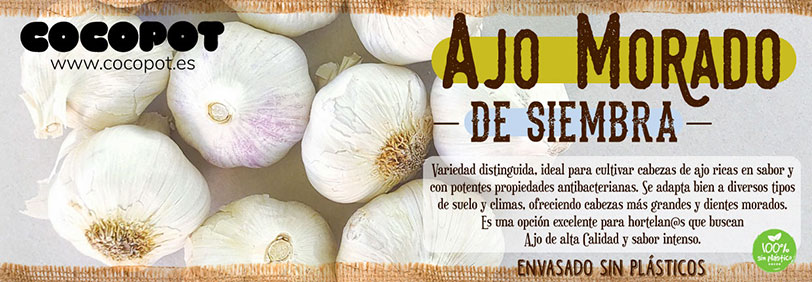 🌱 ¡Descubre cuál plantar: Ajo Morado o Blanco! 🌟 Tu guía definitiva 🎯