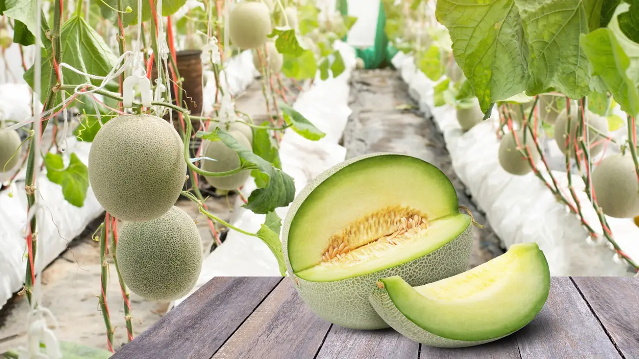 🌱 ¡Descubre el Calendario de Siembra y Cosecha de Melón! 🍈 Optimiza tu ...