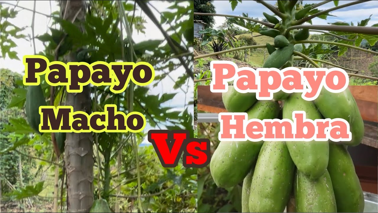 🌱 ¡Descubre el Ciclo de Vida de la Papaya! 🥭 Macho vs Hembra ¡Increíble!