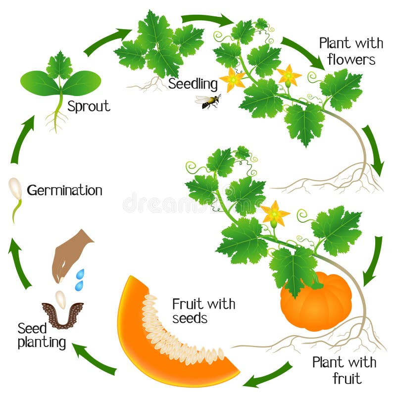 🌱 ¡Descubre el Ciclo de Vida de la Planta de Calabaza! 🎃 Pasos Clave Aquí!