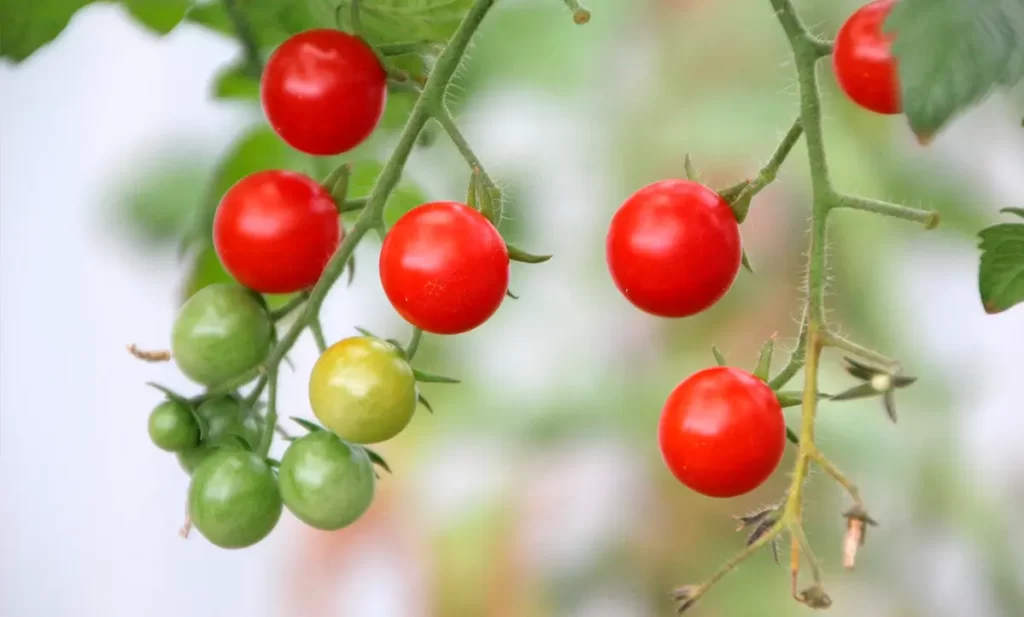 🌱 ¡Descubre el Ciclo de Vida del Tomate Cherry! 🍅 Todo lo que Necesitas ...