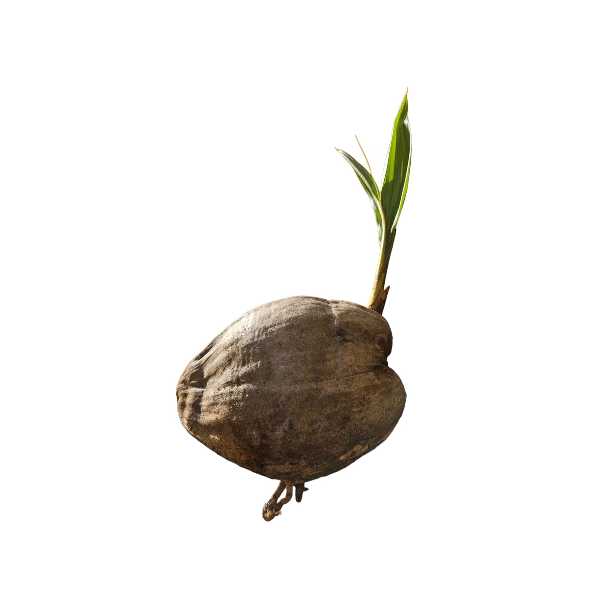 🌱 ¡Descubre el Coco Germinado: Tu Opción Sostenible y Ecológica! 🌴