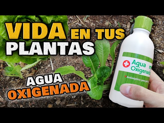 🌱 ¡Descubre el Poder del Agua Oxigenada como Fungicida Natural! 💧