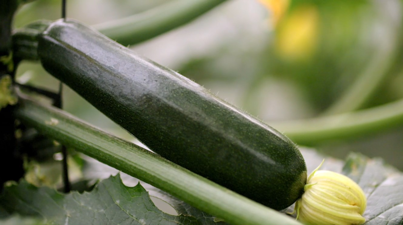 🌱 ¡Descubre el poder del Calabacín Orgánico y sus Técnicas de Enrejado! 🍆