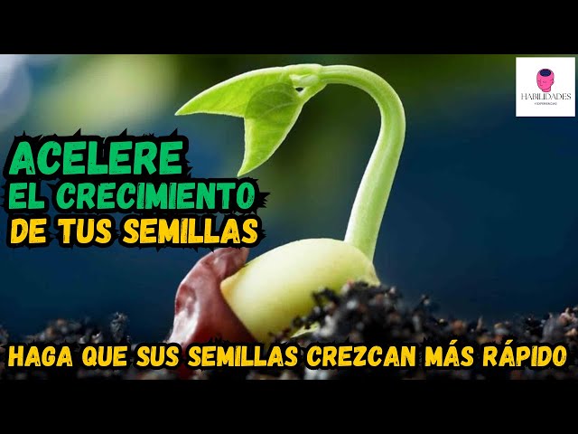 🌱 ¡Descubre el Secreto de la Activación de Semillas en Germinación! 🌟