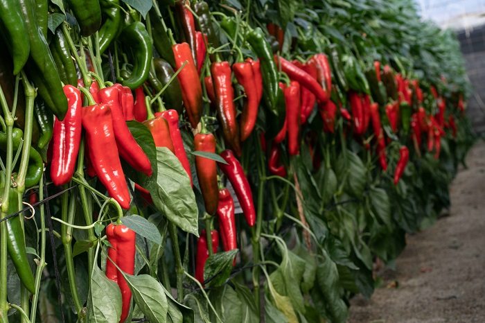 🌱 ¡Descubre el Secreto de la Adaptación de Semillas de Pimiento a ...