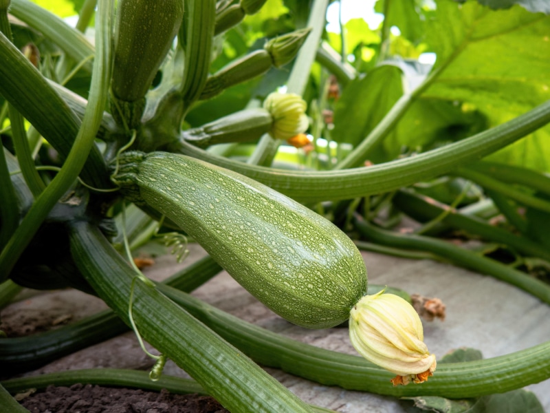 🌱 ¡Descubre el Secreto del Calabacín! Rutinas de Remojo para Cultivar 🍆