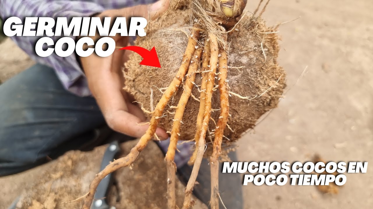 🌱 ¡Descubre el Secreto para Acelerar la Germinación de un Coco! 🥥