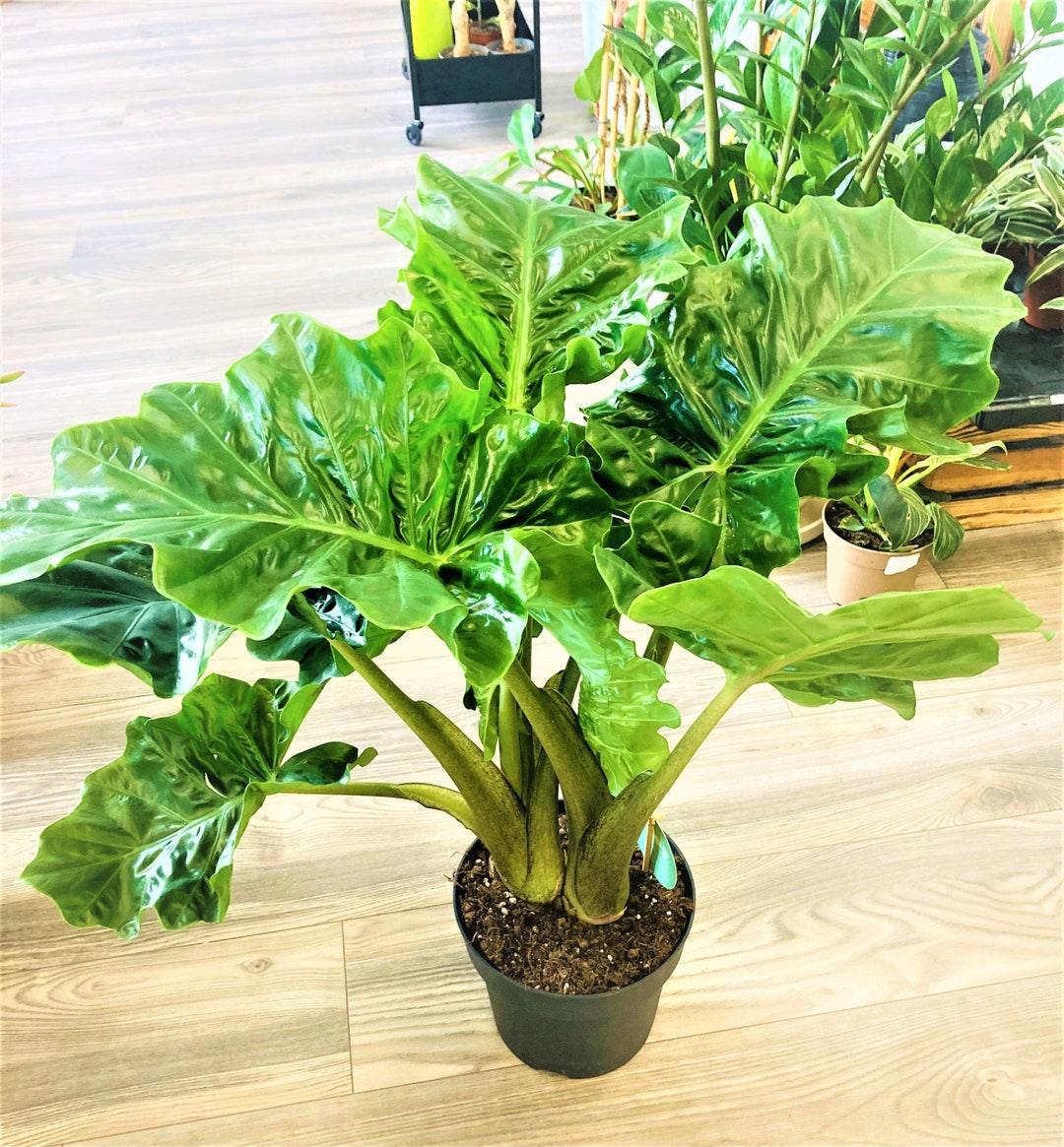 🌱 ¡Descubre el Secreto para Germinar Alocasia Low Rider en Pocas Semanas! 🌟