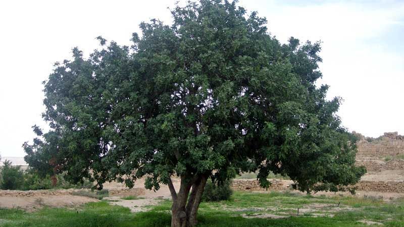 🌱 ¡Descubre el tiempo de espera hasta la cosecha del algarrobo! ⏳