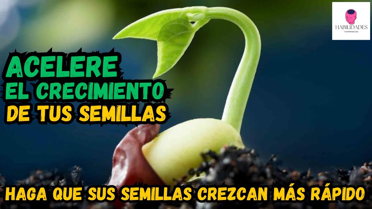 🌱 ¡Descubre la Calculadora de Germinación a 60°! 🚀 ¡Germina con Éxito!