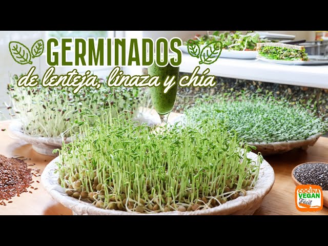 🌱 ¡Descubre la Cocina Creativa con Linaza Germinada! 🍽️ Recetas ...