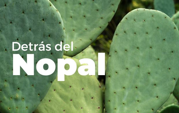 🌱 ¡Descubre las 5 Causas Sorpresas por las que el Nopal No Crece! 🌵