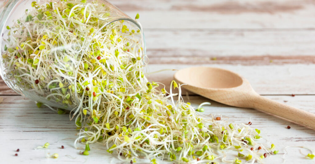 🌱 ¡Descubre las 5 Claves de un Buen Frijol para Germinar! 🚀