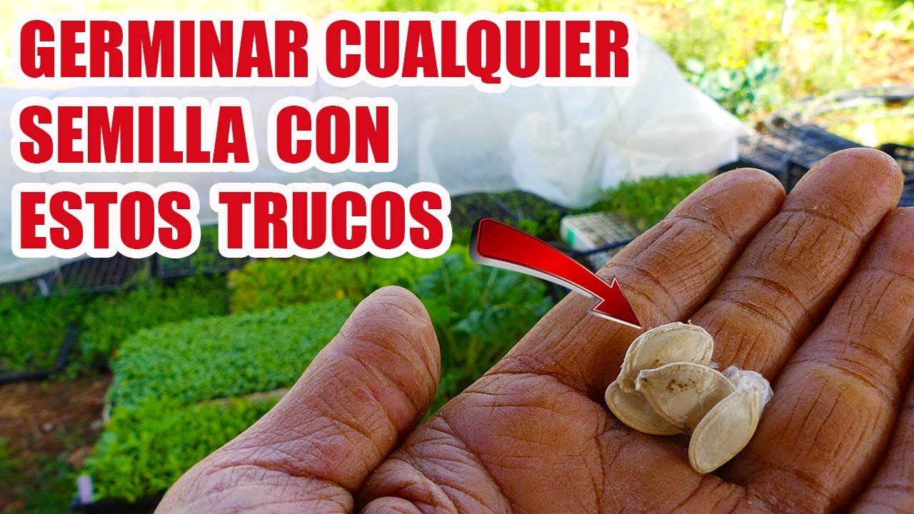 🌱 ¡Descubre las Claves! Características de Semillas que Germinan con ...