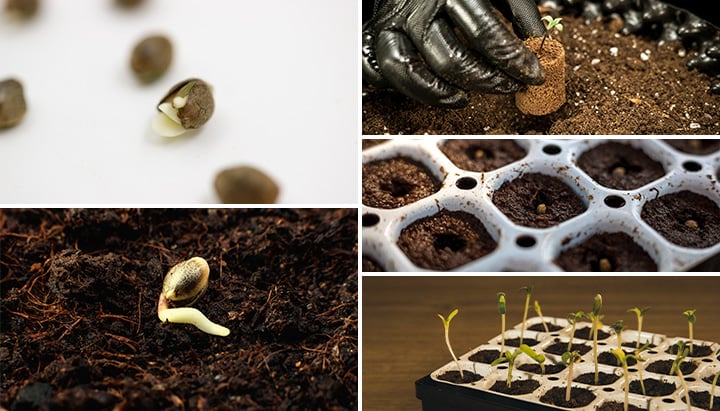 🌱 ¡Descubre las Claves de una Semilla Viable para Germinar! 🌟