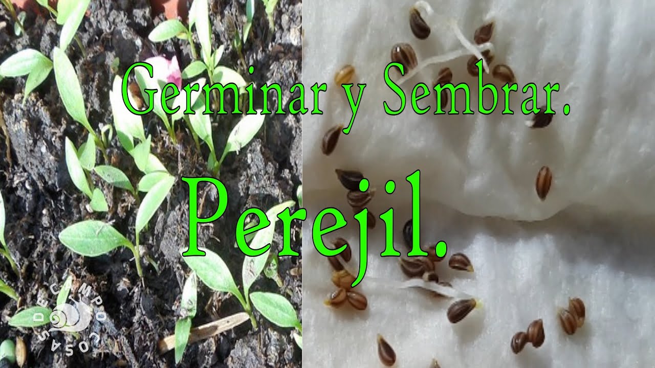🌱 ¡Descubre las Claves para un Remojo Perfecto de Semillas de Perejil! 🌊