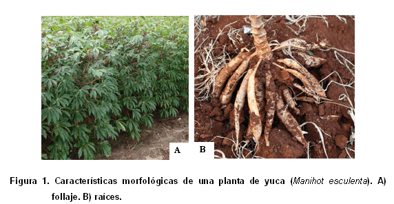 🌱 ¡Descubre las Fascinantes Características del Sistema Radicular de la ...