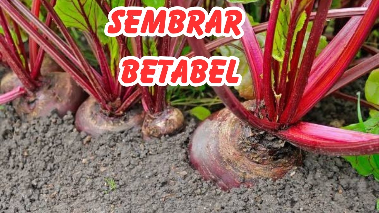🌱 ¡Descubre las Mejores Combinaciones para Cultivar Remolachas! 🌟