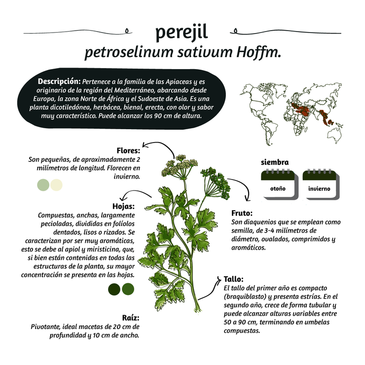 🌱 ¡Descubre las Sorprendentes Causas del Florecimiento del Perejil! 🌿