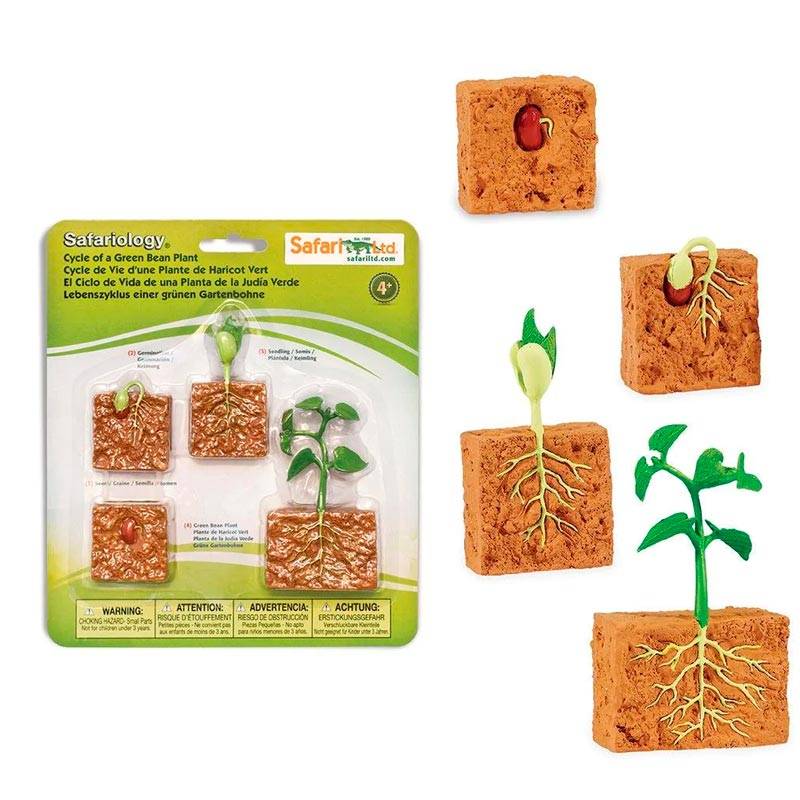 🌱 ¡Descubre los Ciclos de Vida de Plantas y el Hipocotilo! 🌿