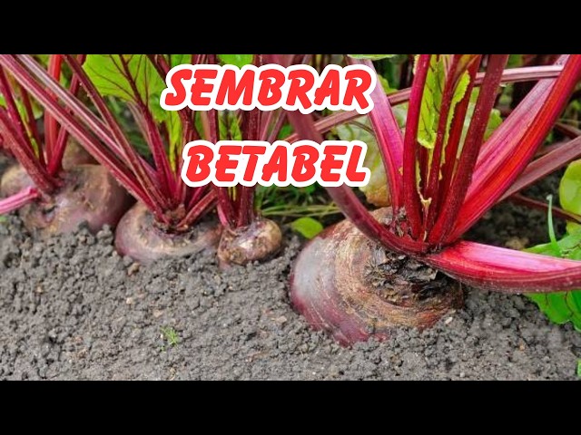 🌱 ¡Descubre los Climas Ideales para Cultivar Betabel con Éxito! 🌟