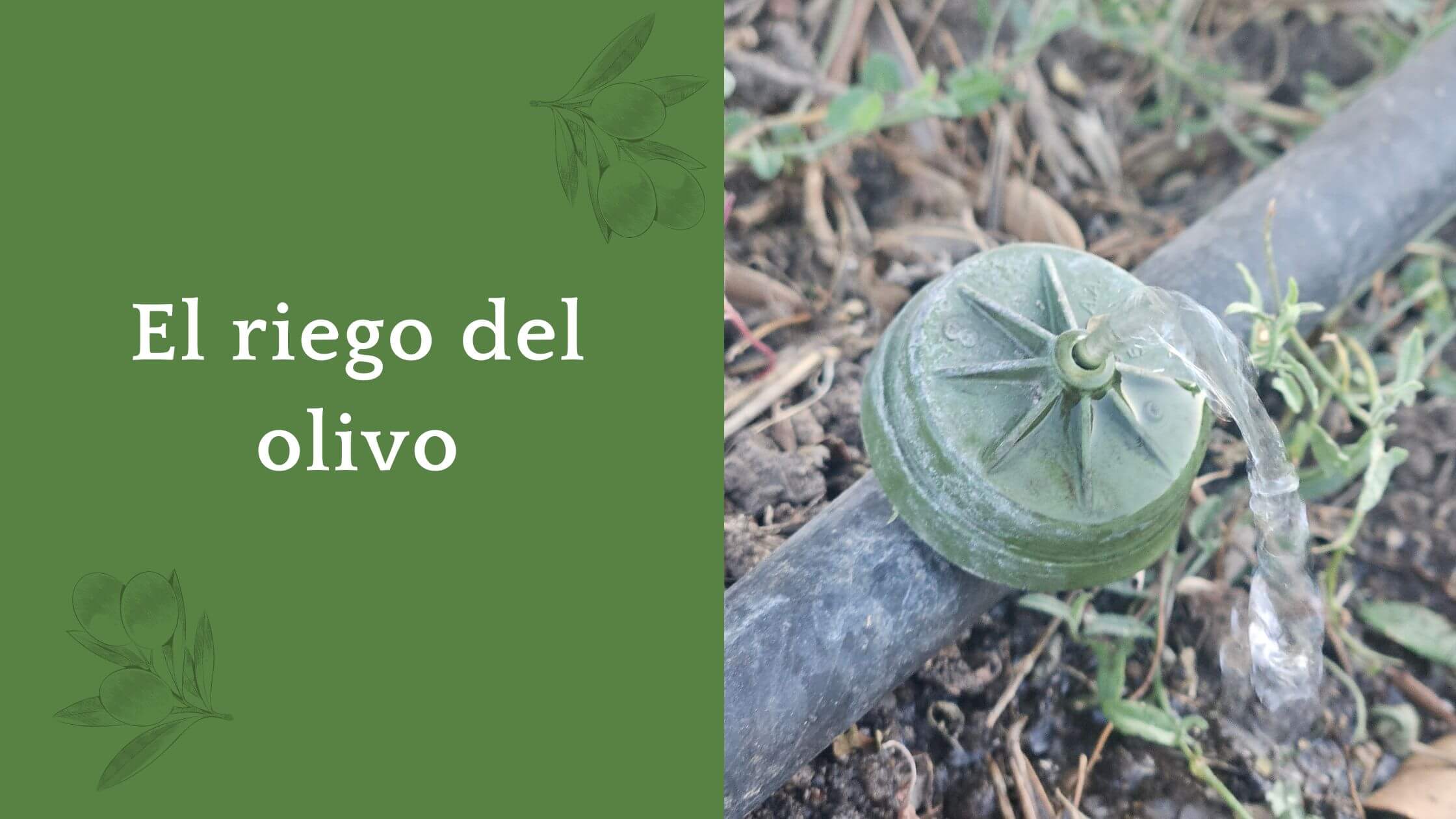 🌱 ¡Descubre los Mejores Ajustes de Riego para Tu Olivo Veraniego! ☀️