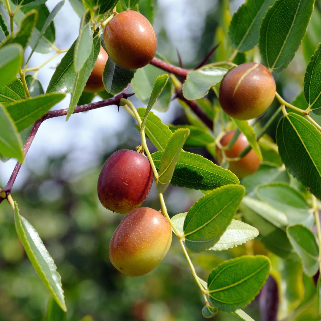 🌱 ¡Descubre los Secretos del Azuzaifo: Cultivo y Cuidados 2023! 🍃