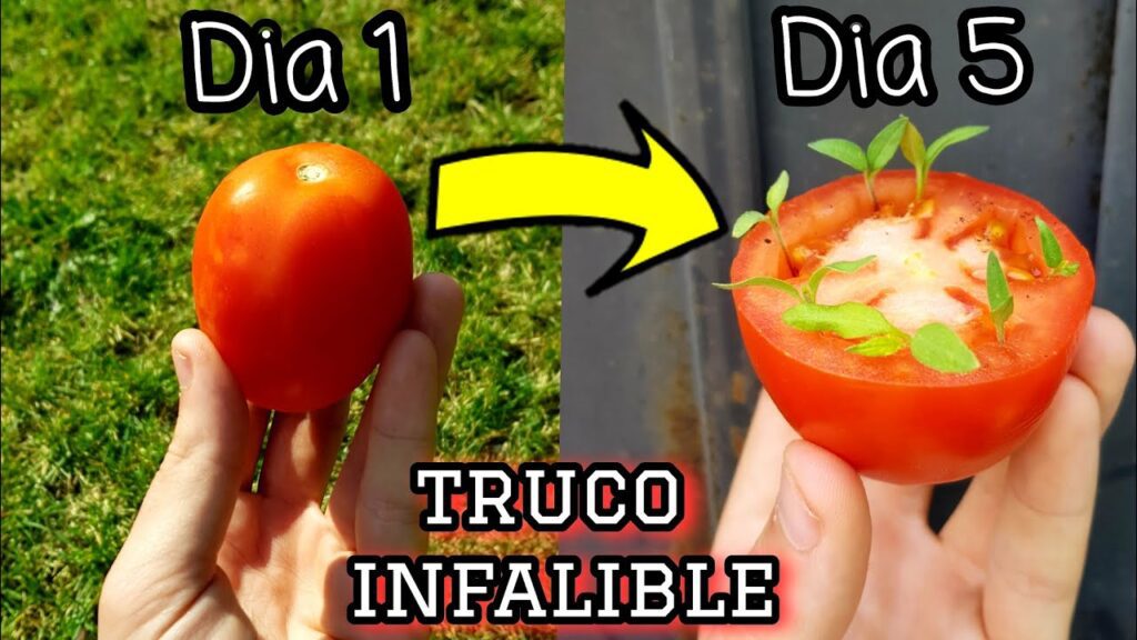 🌱 ¡Germina tus semillas de tomate en otoño! 🌟 Trucos imperdibles aquí 🔥