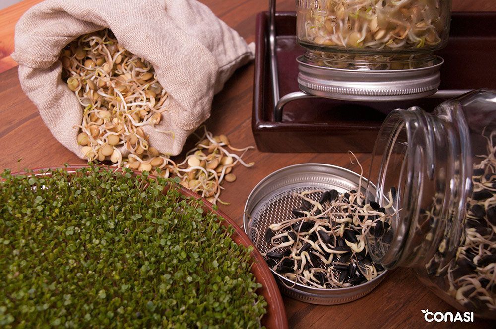 🌱 ¡Optimiza tu Germinador! 5 Consejos Infalibles para el Éxito 🍃