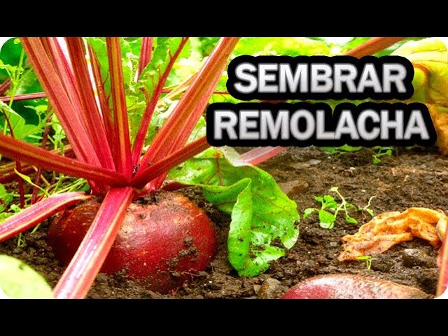 🌱 ¡Transforma tu Huerto! Adapta el Raleado de Remolachas Fácilmente 🍂