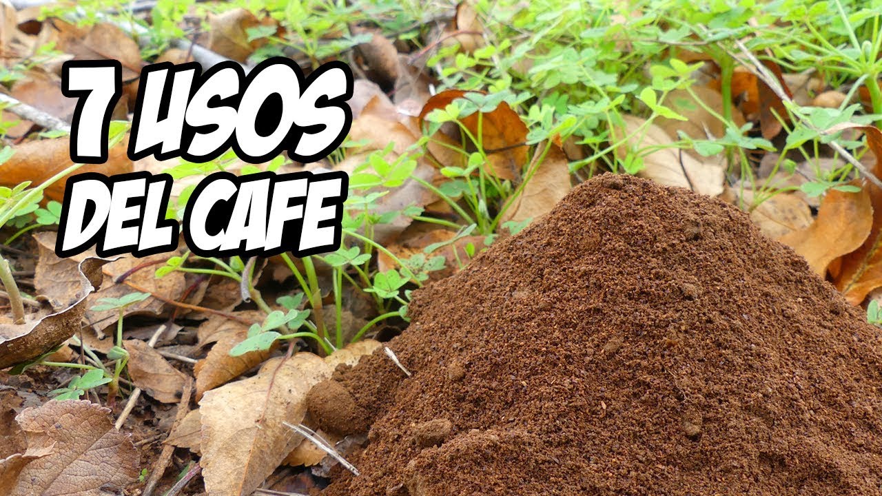 🌱☕ ¡Descubre cómo combinar café y tomillo en tu huerto hoy! 🌿